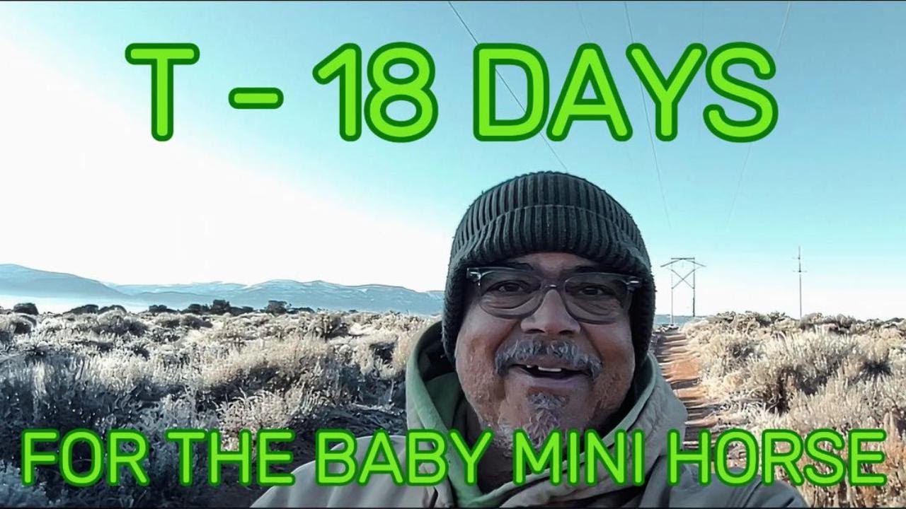 Behind the Scenes: Mini Horse Pregnancy Journey. - YouTube