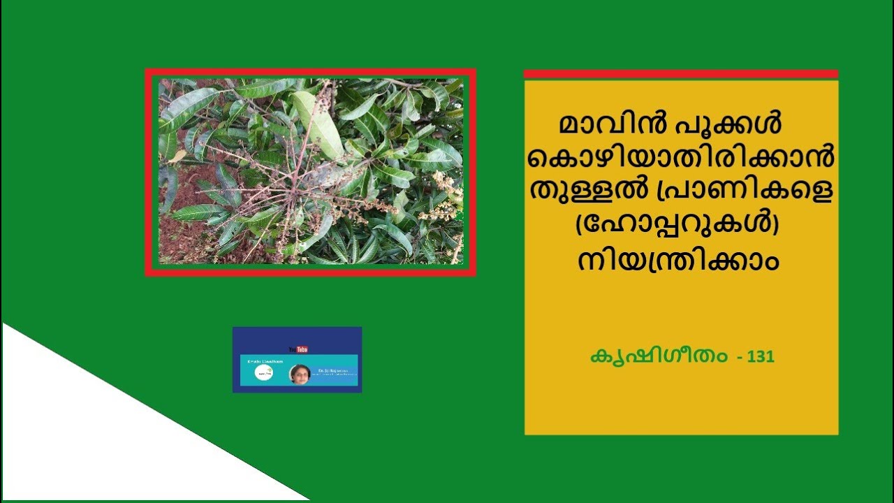 മാവിൻ പൂക്കൾ കൊഴിയാതിരിക്കാൻ തുള്ളൽ പ്രാണികളെ നിയന്ത്രിക്കാം (Mango ...