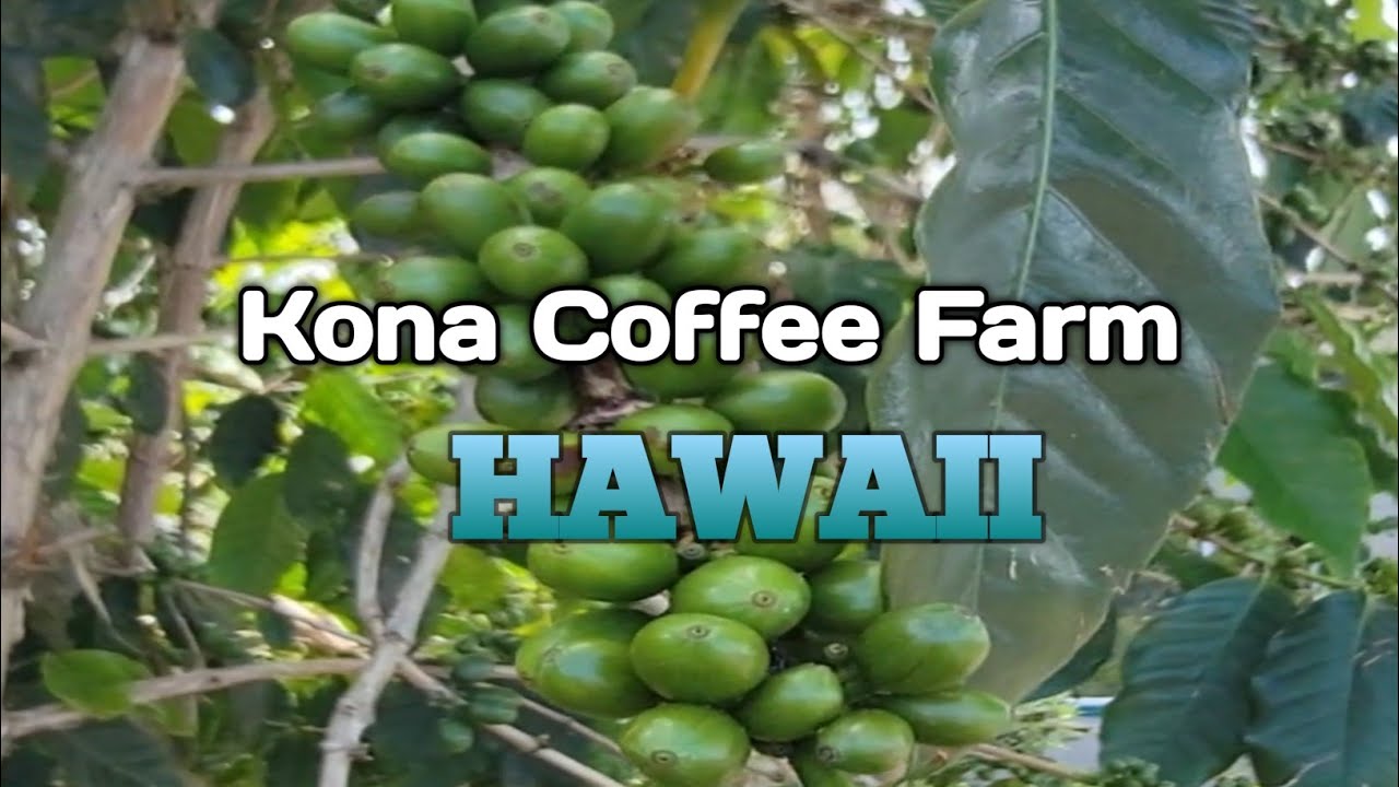 Kona Joe Coffee Farm Tour Big Island Hawaii, Kona Coffee - YouTube