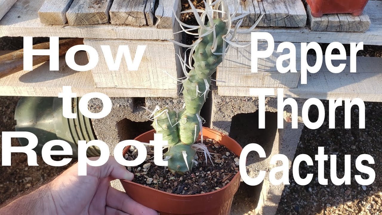Replanting Paper Thorn Cactus - Tephrocactus articulata papyracantha ...