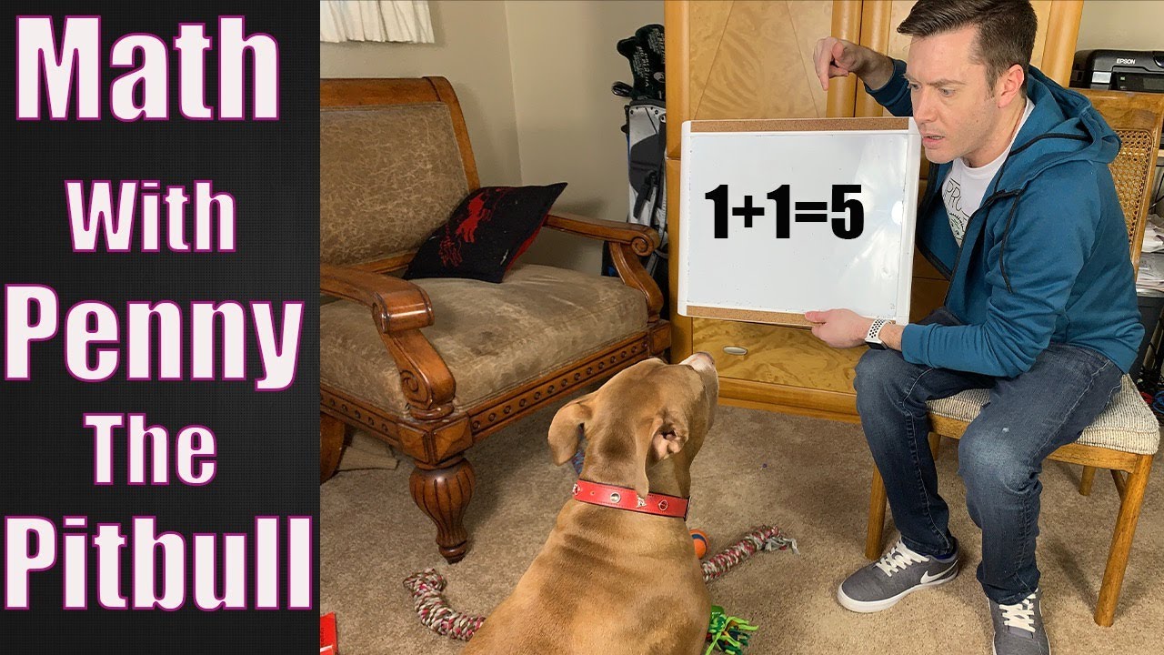 I tried teaching Penny math - YouTube