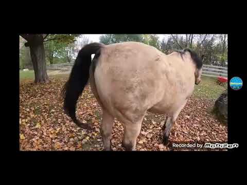 Si te Ries El Caballo haciendo la caca XD - YouTube