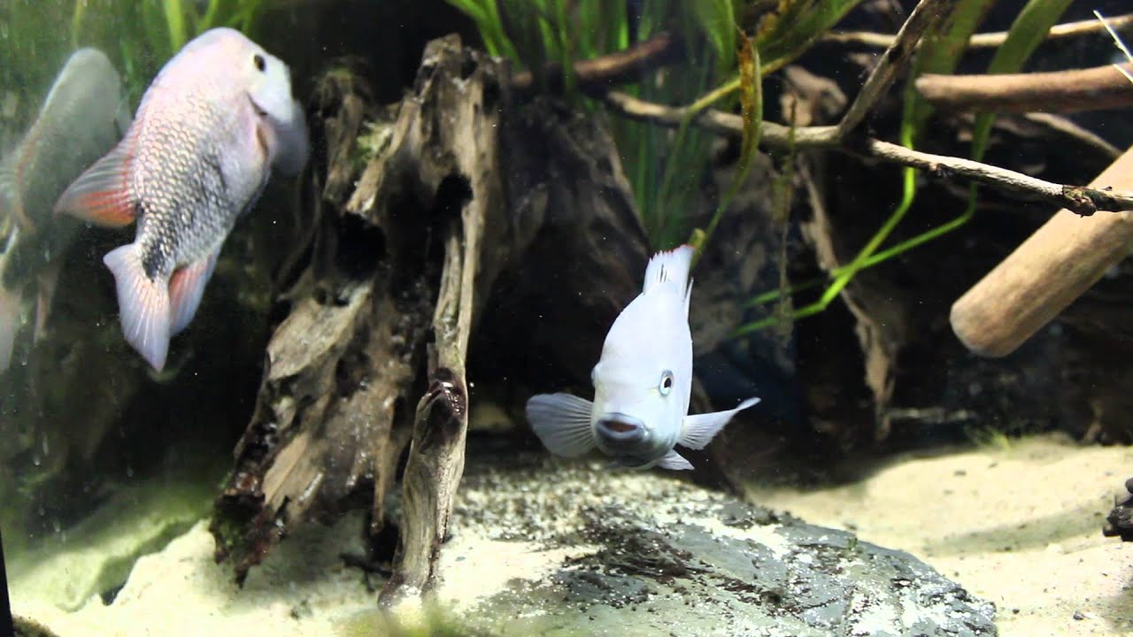 Paratheraps Breidohri "pink form" young pair - YouTube