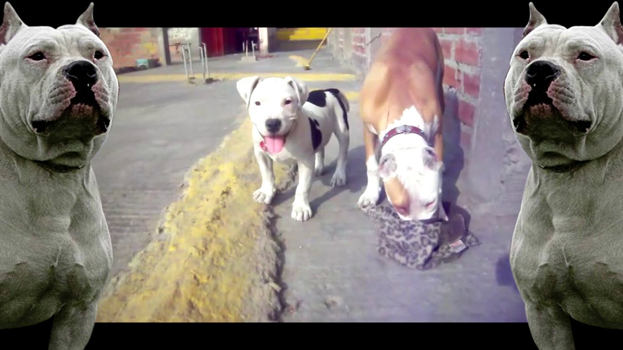 APBK Crixuz Cachorro - YouTube