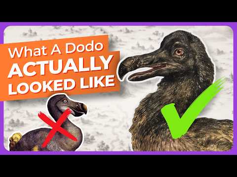 Every Dodo You’ve Ever Seen Is Probably Wrong. These Aren’t.