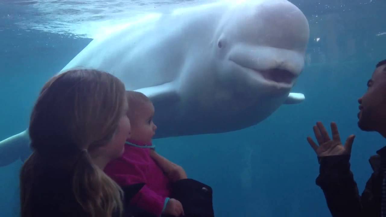 Beluga Whale tries to eat guy - YouTube