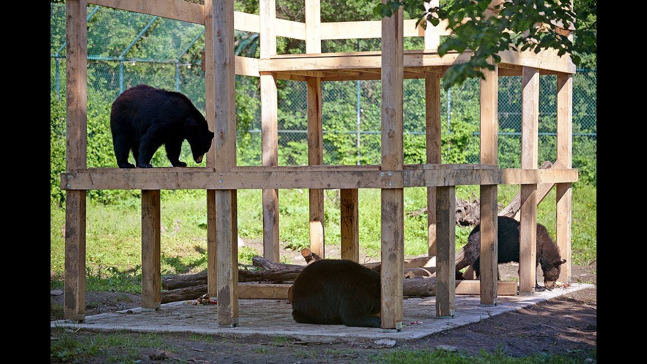 New bear play area at Thompson Park Zoo, Watertown, NY - YouTube
