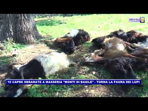 10 CAPRE SBRANATE A MASSERIA \