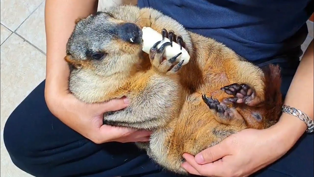 He's friendly. marmot enjoying banana - YouTube