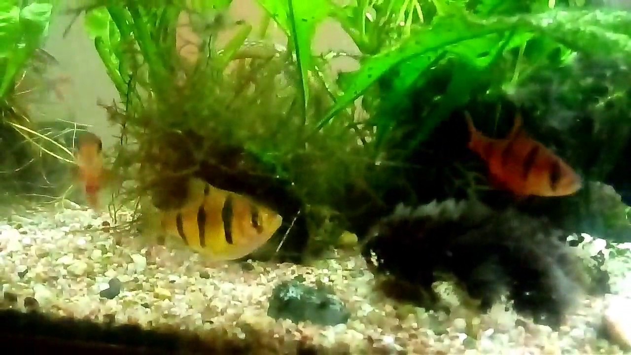 Akváriumi halak - YouTube