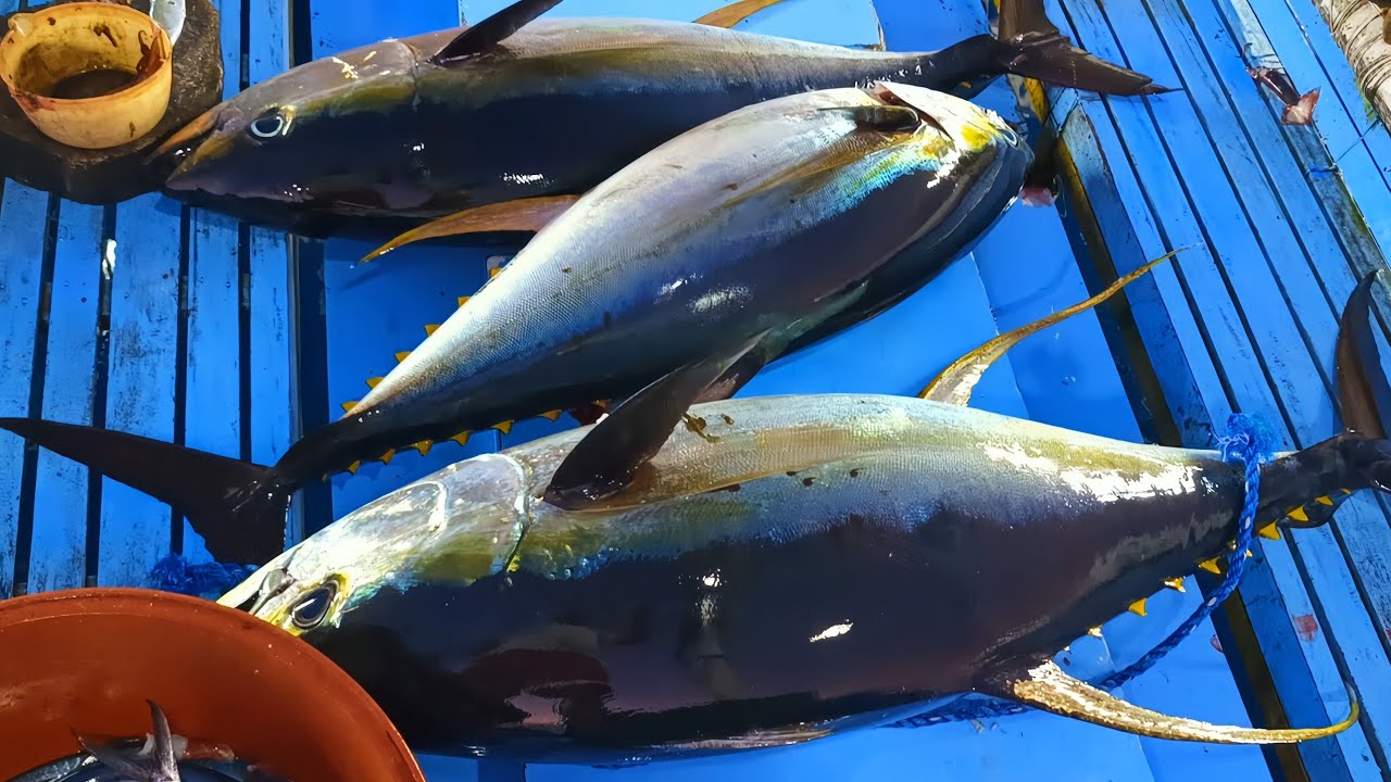 P12- 3 YELLOWFIN TUNA IN WEST PHILIPPINE SEA - EP12 - YouTube