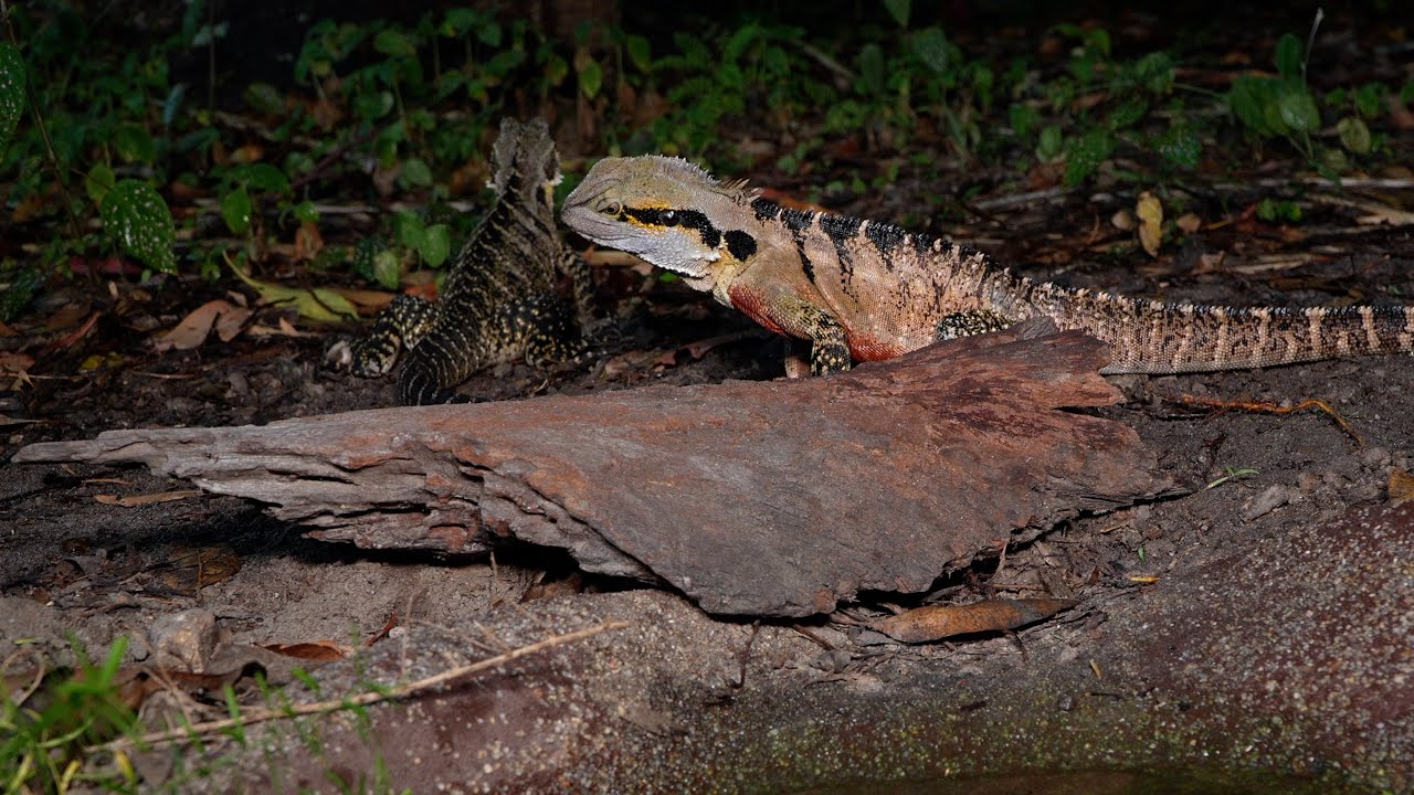 Water Dragons Saga, fight for dominance, enjoying the pool - YouTube