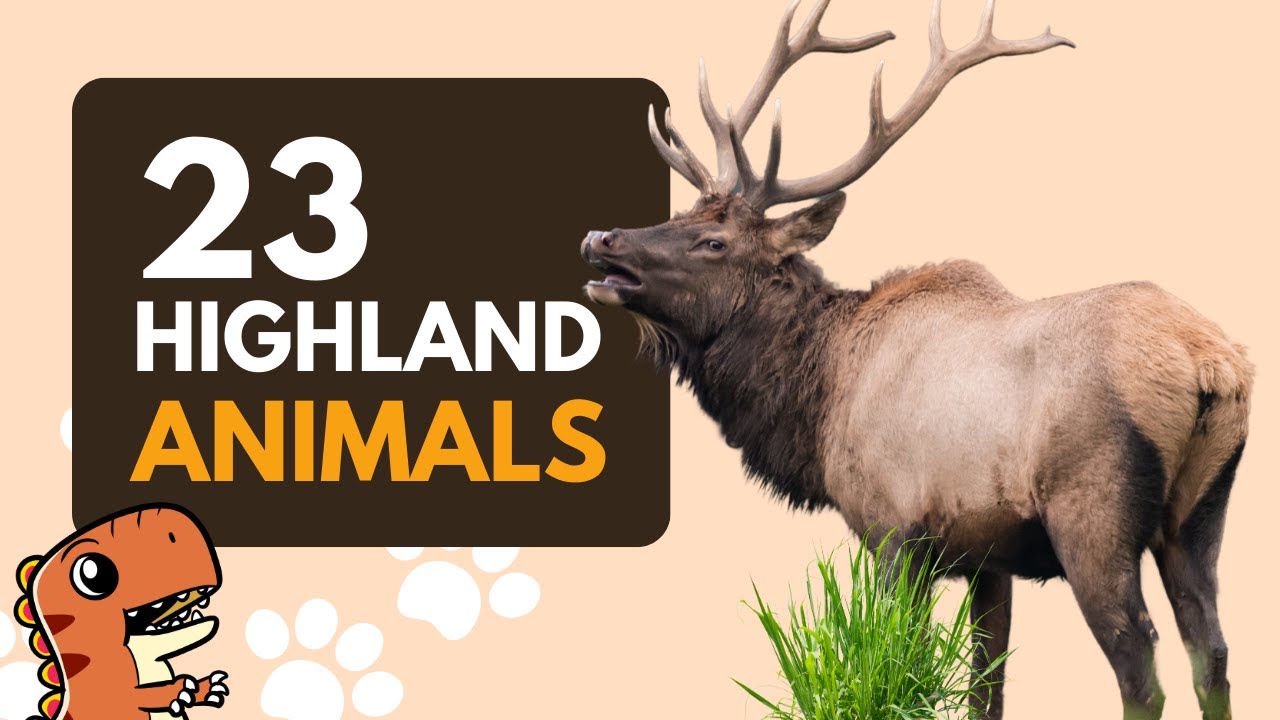 23 Highland Animal Names for Kids to Learn - Educational Video - YouTube