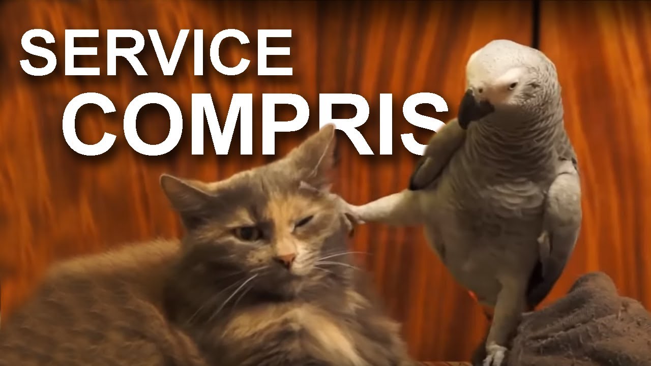 SERVICE COMPRIS - PAROLE DE CHAT - YouTube