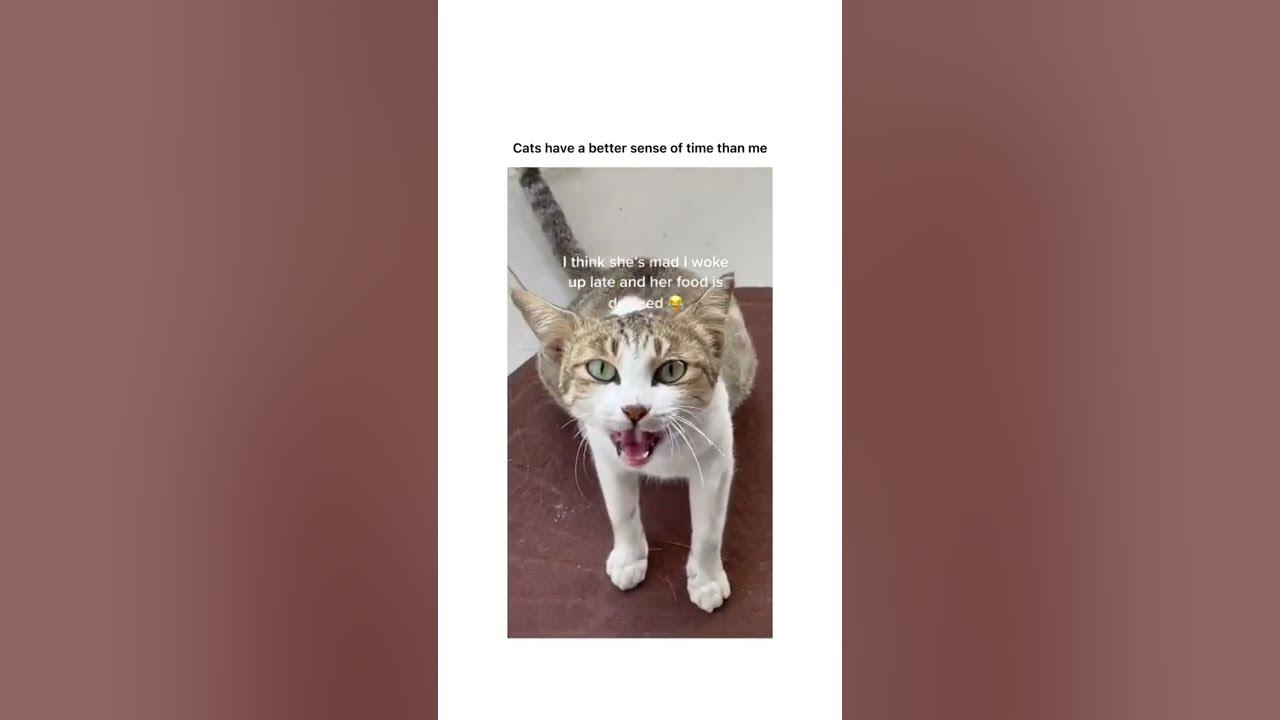I WOKE UP LATE AND THATS HOW MY CAT REACTED YouTube i-woke-up-late-and-thats-how-my-cat-reacted-youtube
