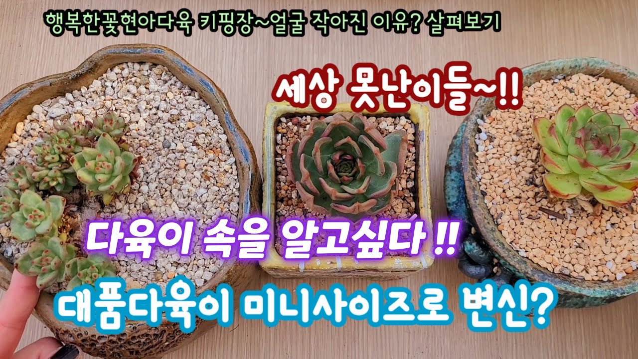 키핑장 살피다가 세상 못난 다육이들 착출 왜그런지 알고 싶어요 예뻐지길 기대하며 가위를 들었어요 Youtube