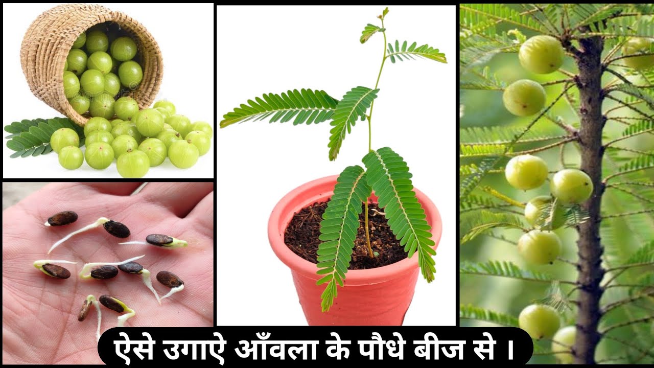 कब और कैसे उगाऐ आँवला को बीज । How to grow Amla / Gooseberry from seeds ...