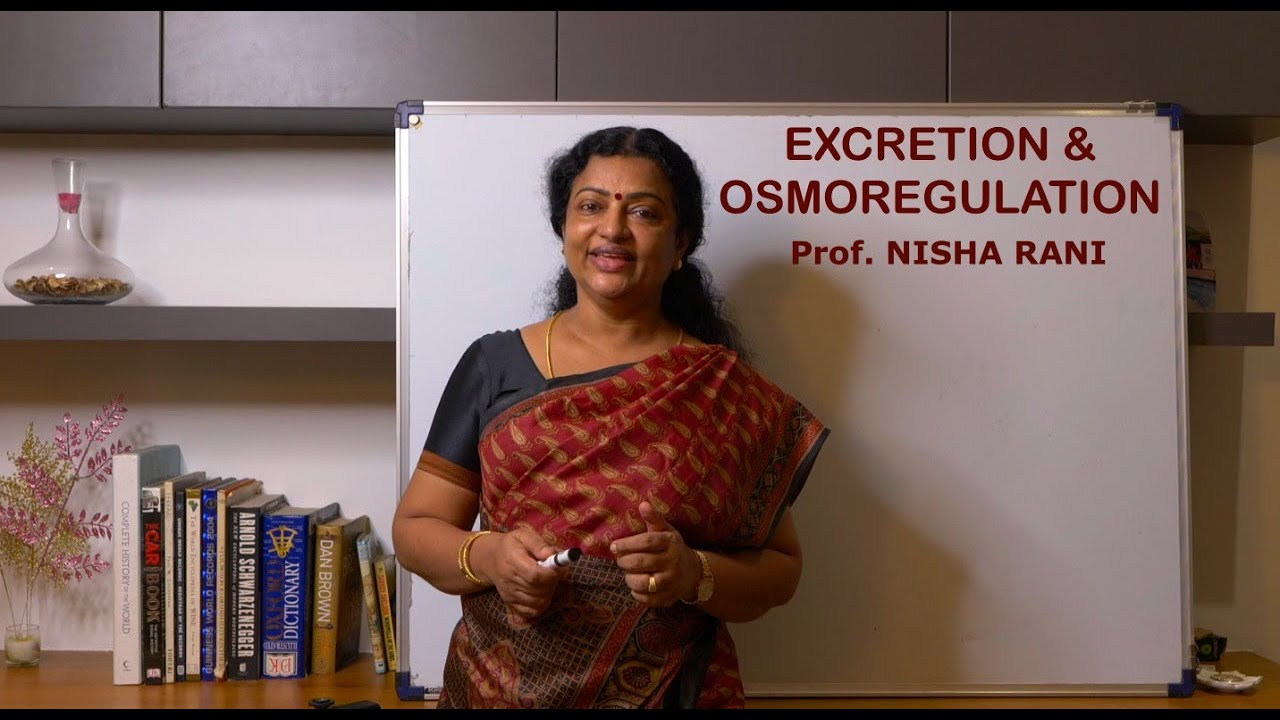 EXCRETION and OSMOREGULATION by Professor Nisha Rani - YouTube