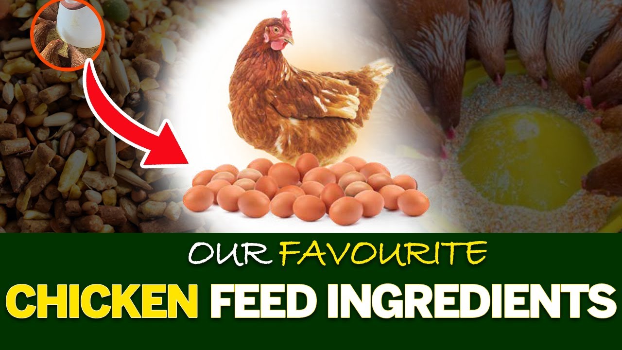 THE BEST CHICKEN FEED INGREDIENTS YOU SHOULD USE - YouTube