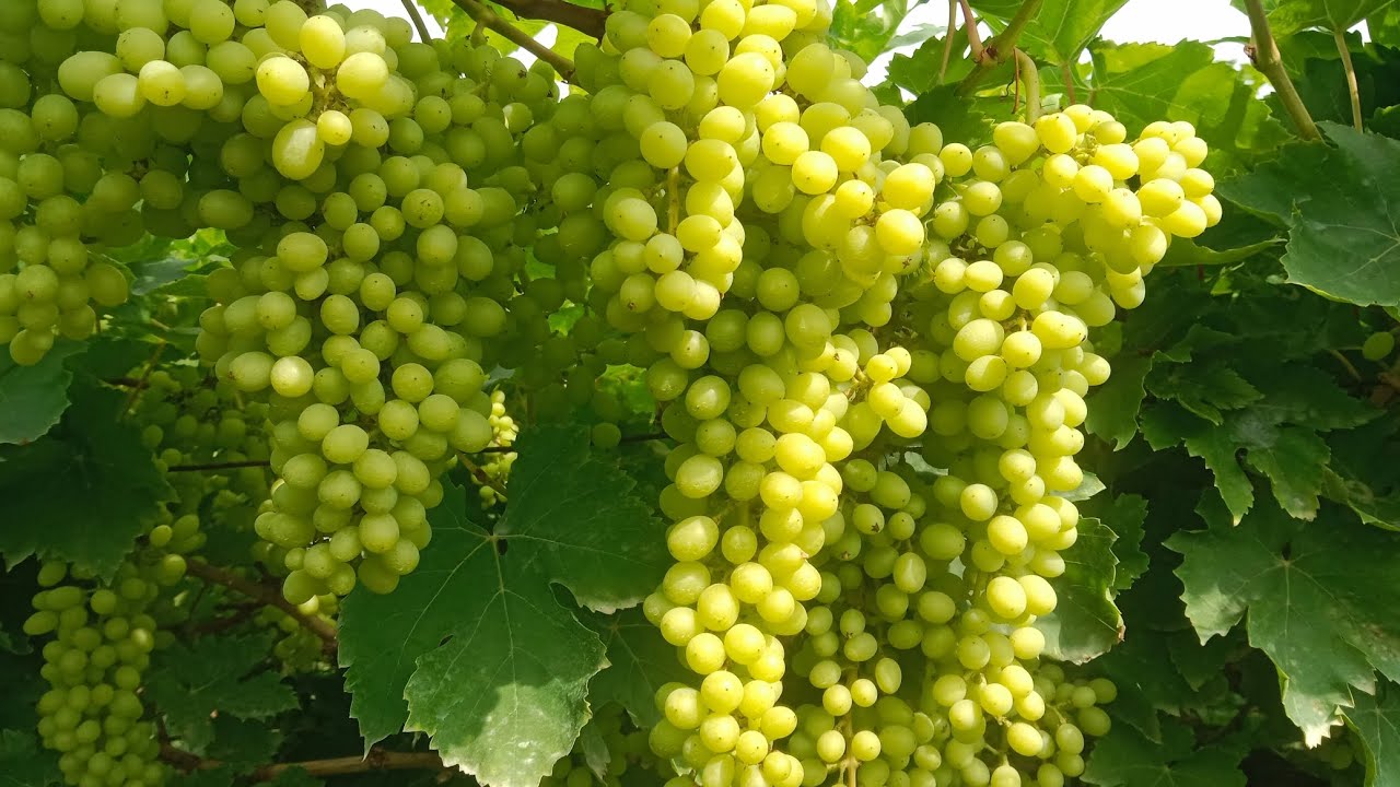 Thomasan Grapes || new plot video || in all types grapes farming - YouTube