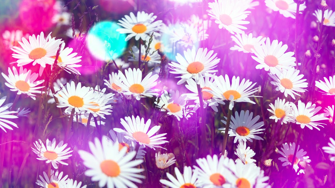 Beautiful white flowers with colorful light - Live Wallpaper - Animated ...