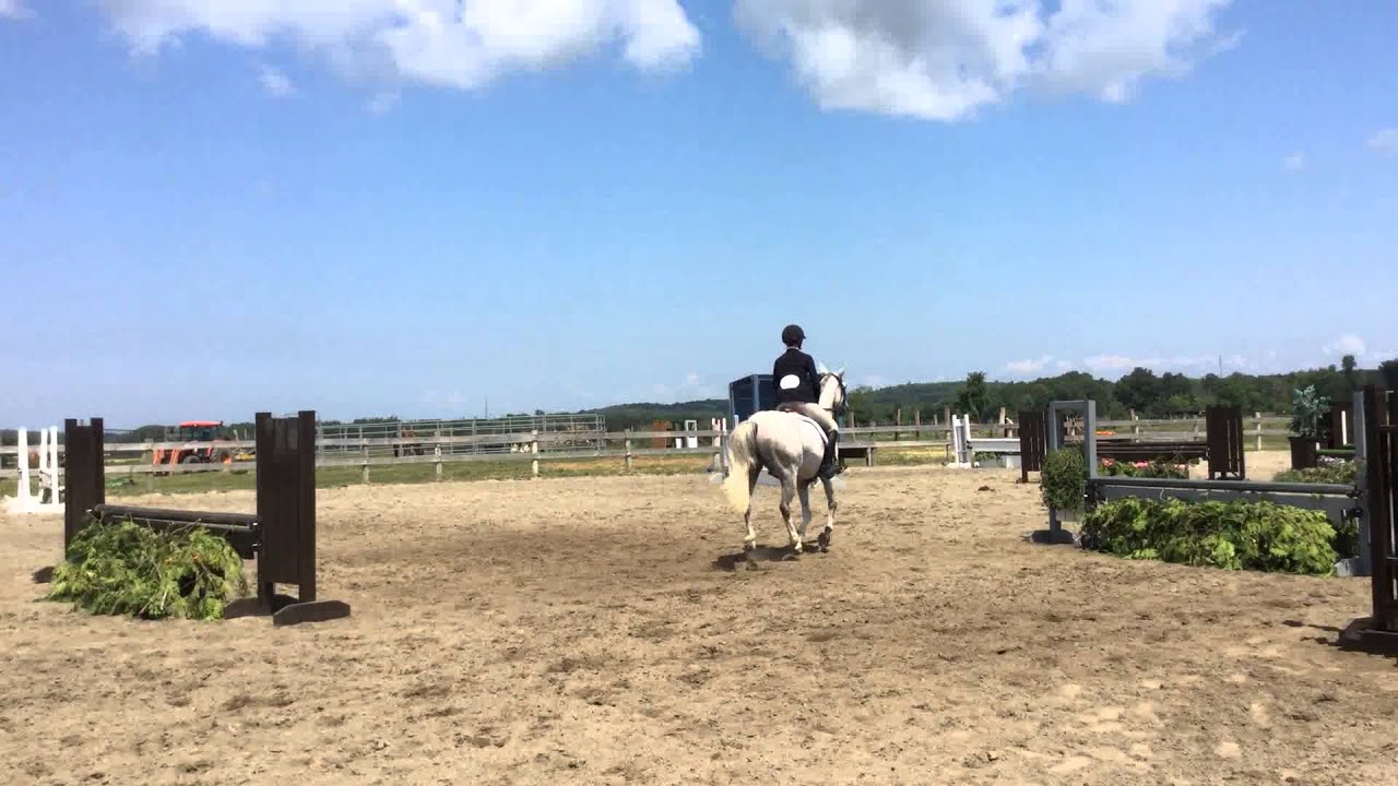 Eden & Curb Appeal: B Eq over fences at Butler Show Horses - YouTube