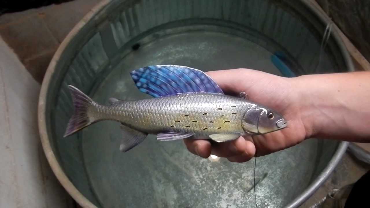 Laska's Decoys REALISTIC GRAYLING FISH DECOY FULL DETAILS!! GREAT ...
