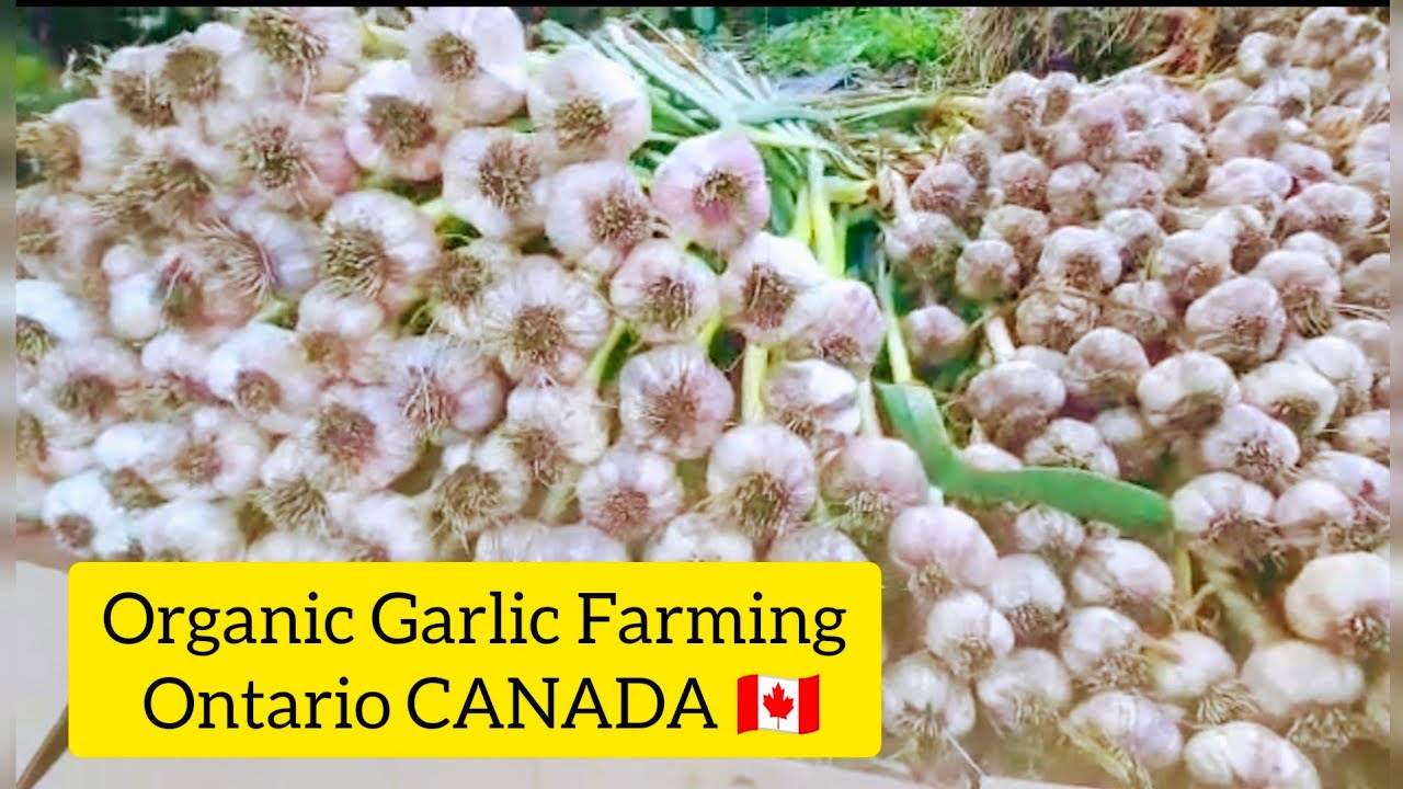 Garlic Farm in Ontario CANADA Part2 Harvest Organic Garlic #organic # ...
