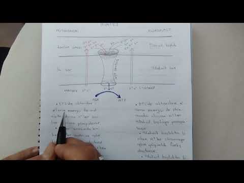 AYT BİYOLOJİ, KEMİOSMOTİK HİPOTEZ