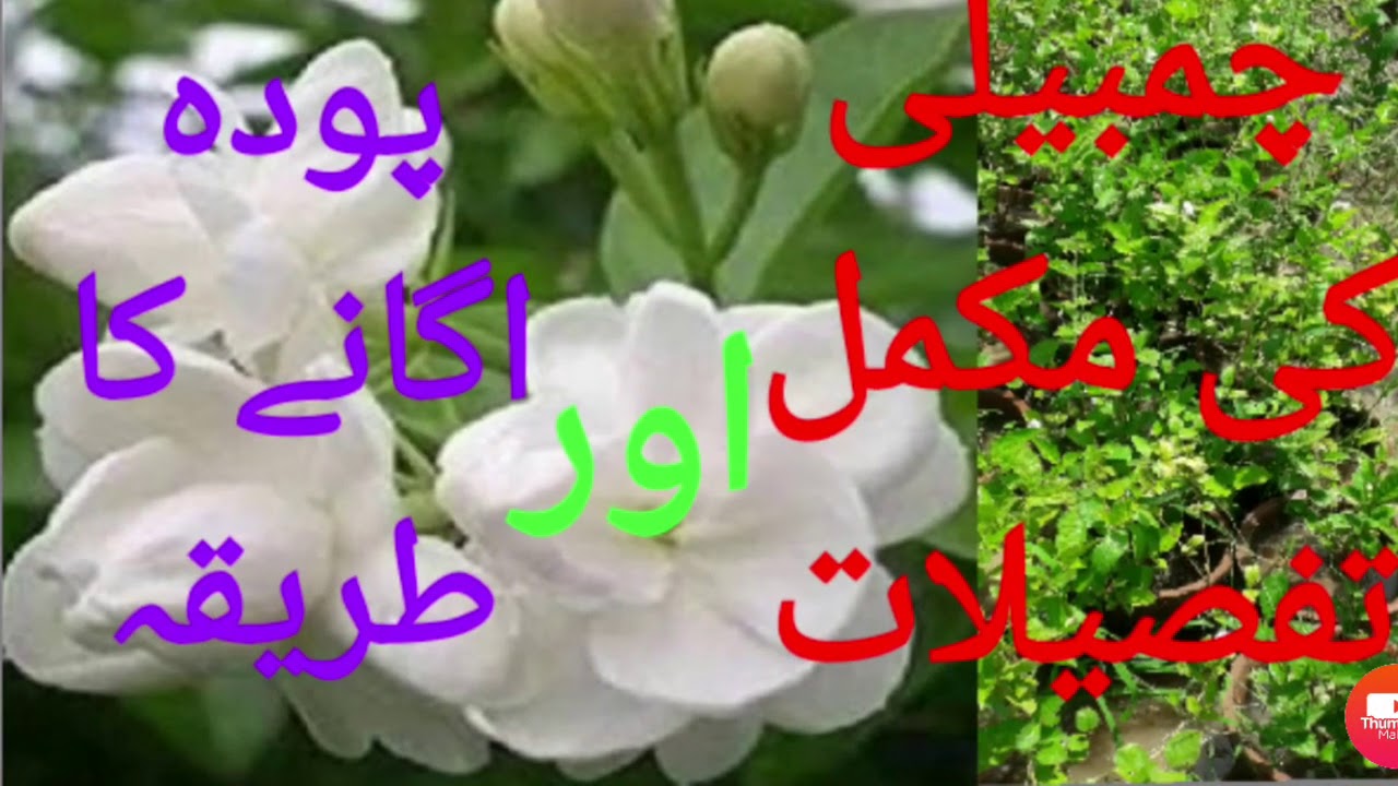 CHAMBELI PLANTS information چمبیلی۔موتیا کے پودہ |professional ...