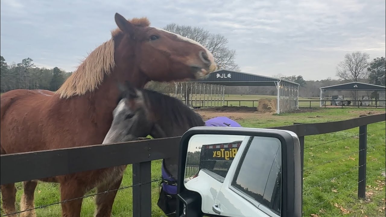 Longhorn Lester's is with LONGHORNS - YouTube