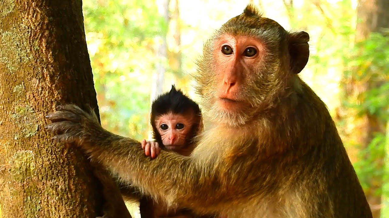Cute newborn baby look so gorgeous with mom... - YouTube