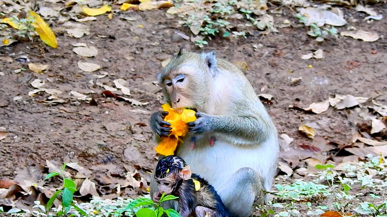 How So Sweet Yellow Mango | New Born Monkey Asking Mango Mama To Eat ...