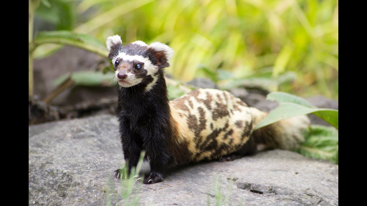 Meet the Marbled Polecat: The Colorful, Brave, and Super Smelly Hunter ...