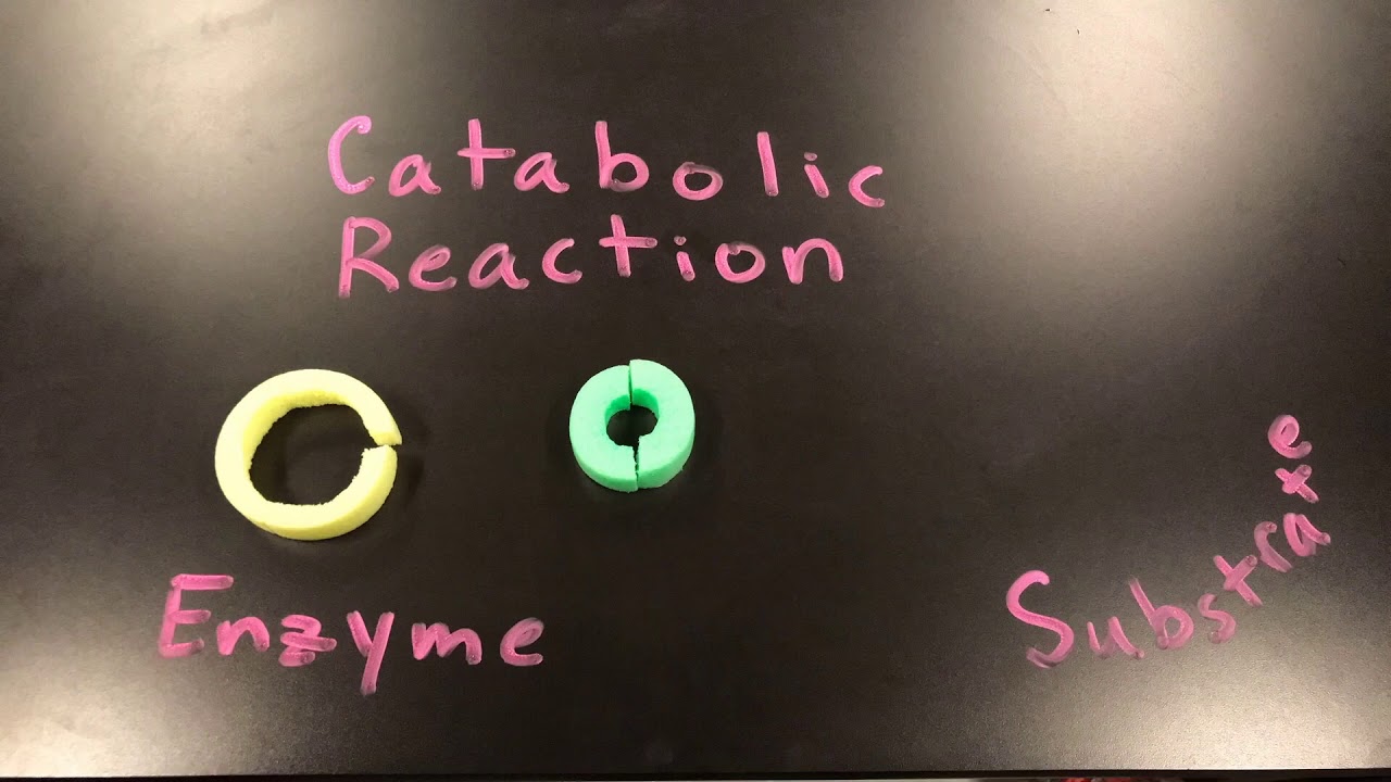 Enzyme Catabolic Reaction - YouTube
