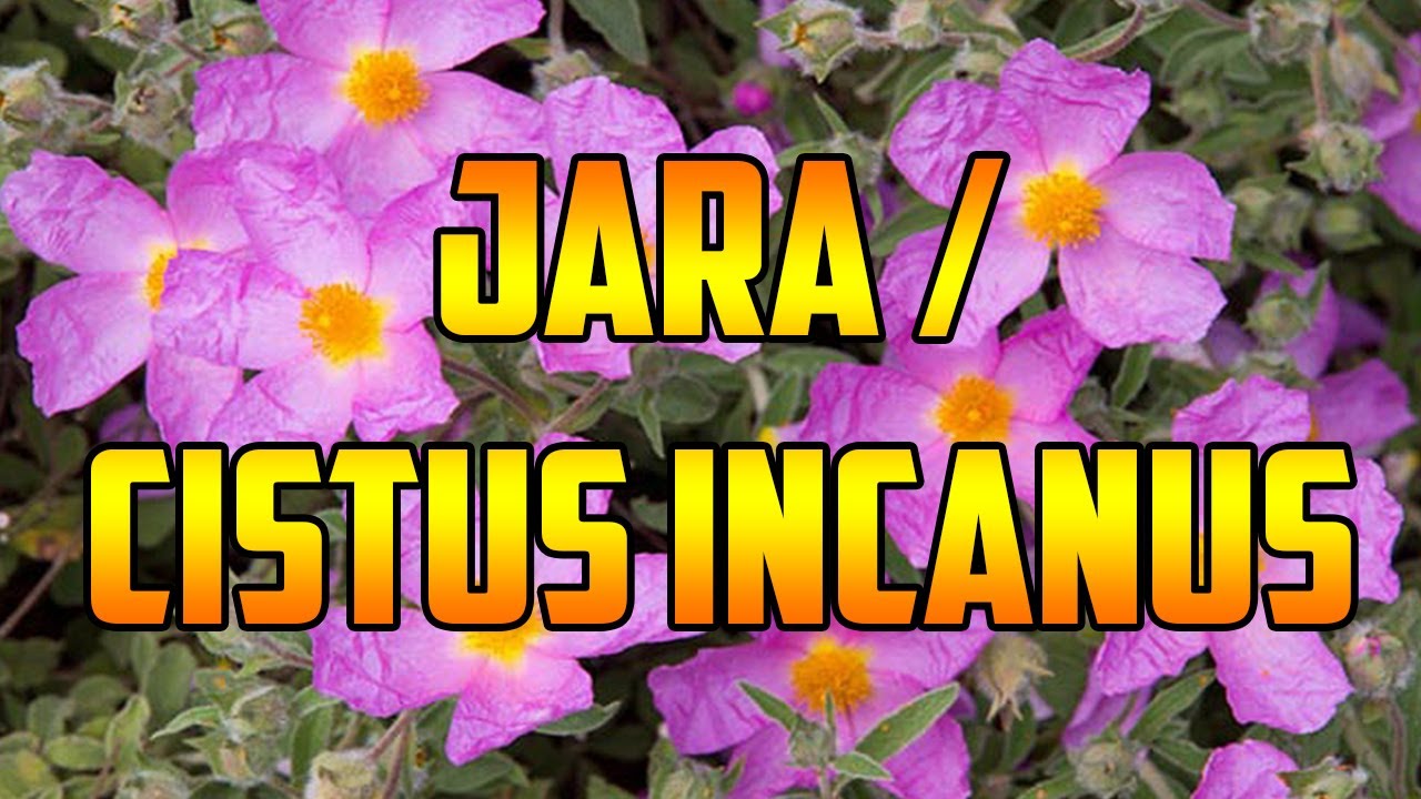 PARA QUE SIRVE🌿 JARA 🌿BENEFICIOS🌿Cistus incanus 🌿 ANTIOXIDANTES🌿 GRIPE ...