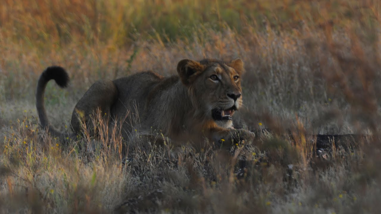 Gir Lion | Gir Forest | Gir Birds | Gir Jungle Gujarat | Nature Birds ...