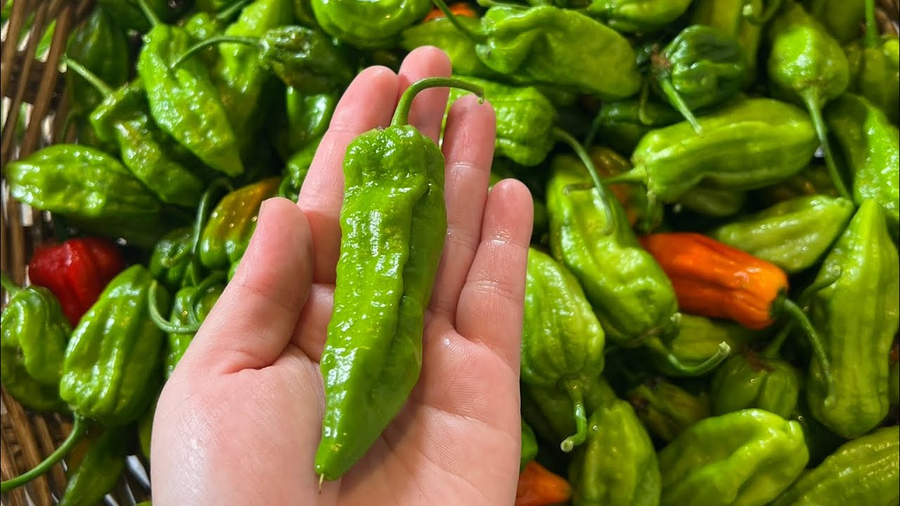 Huge Garden Naga chilli |Naga morich |Hot peppers harvest - YouTube