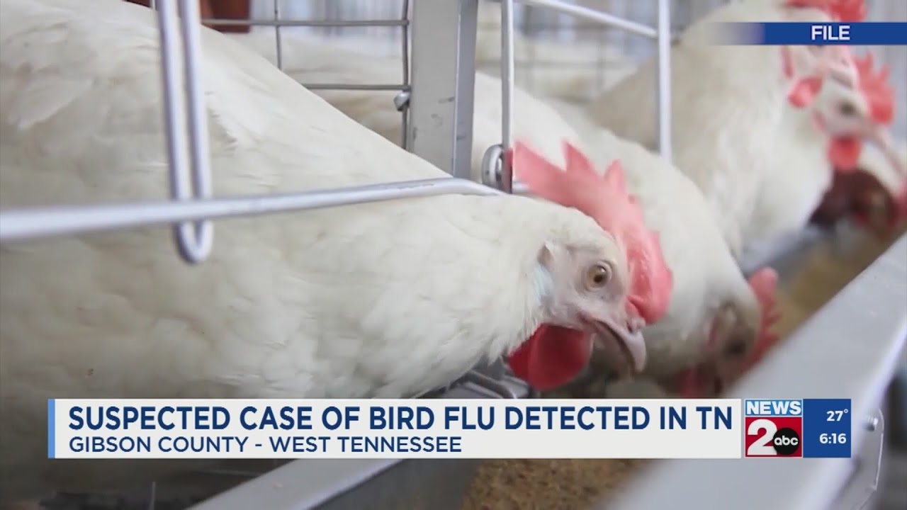 Suspected case of bird flu detected in TN - YouTube