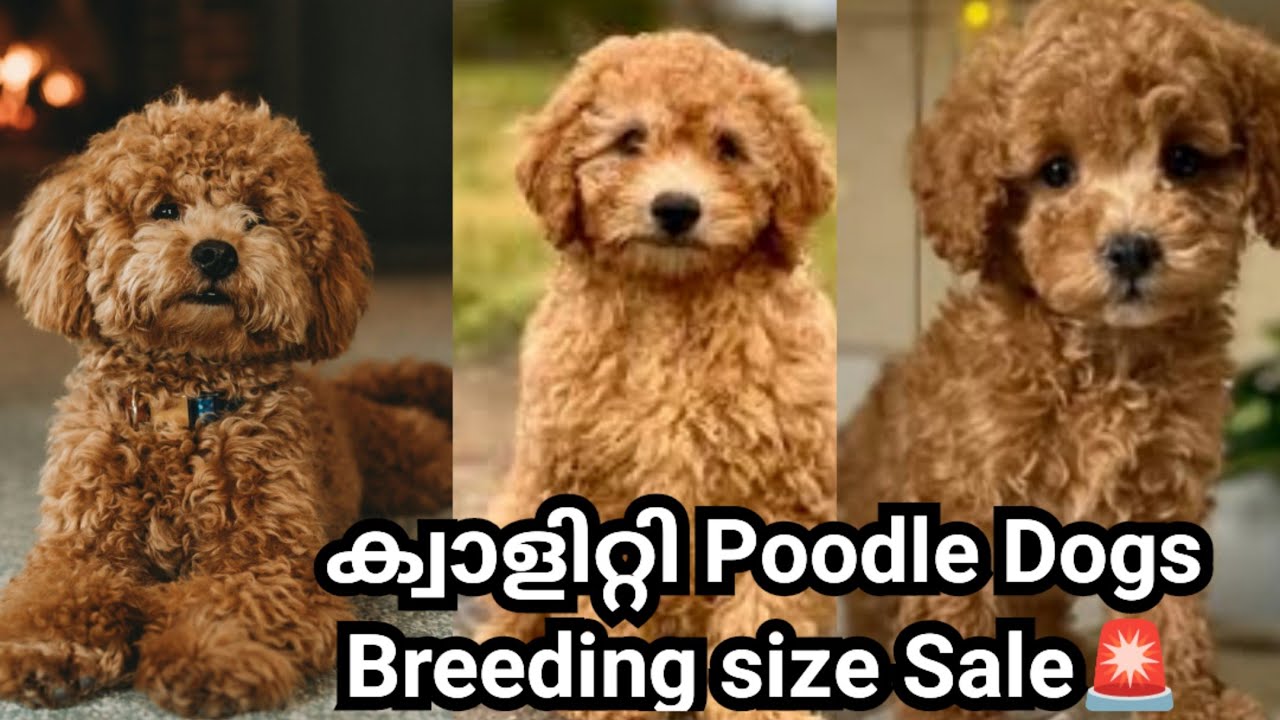 വിലക്കുറവിൽ Poodle Dogs വേണോ? 🤔 puppys Breeding Size Dogs 😍Quality ...