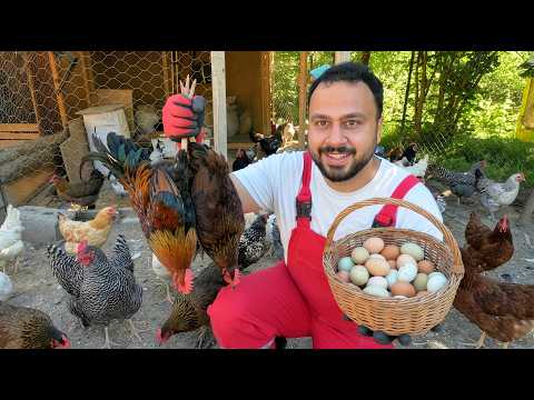 Horozları Yakaladım! 🐓😅 | Folluklardan Bol Yumurta Topladım 🥚 | Keklik ve Bıldırcın Civcivleri