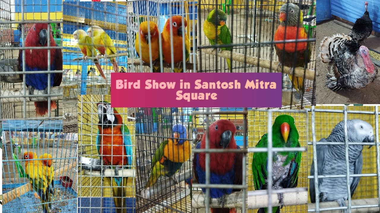 Bird Exhibition 2025 In North Kolkata || Bird Show in Santosh Mitra ...