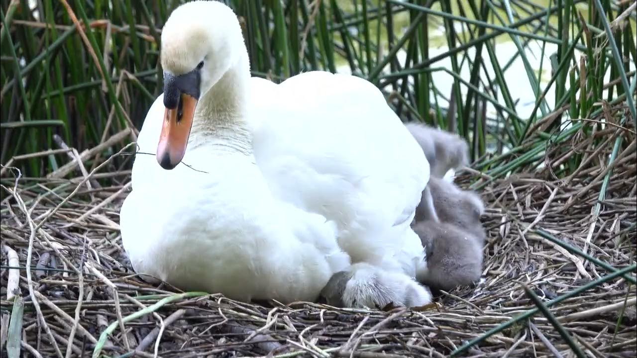 Cygnets (Day 2) More balls of fluff!! 😍 - YouTube