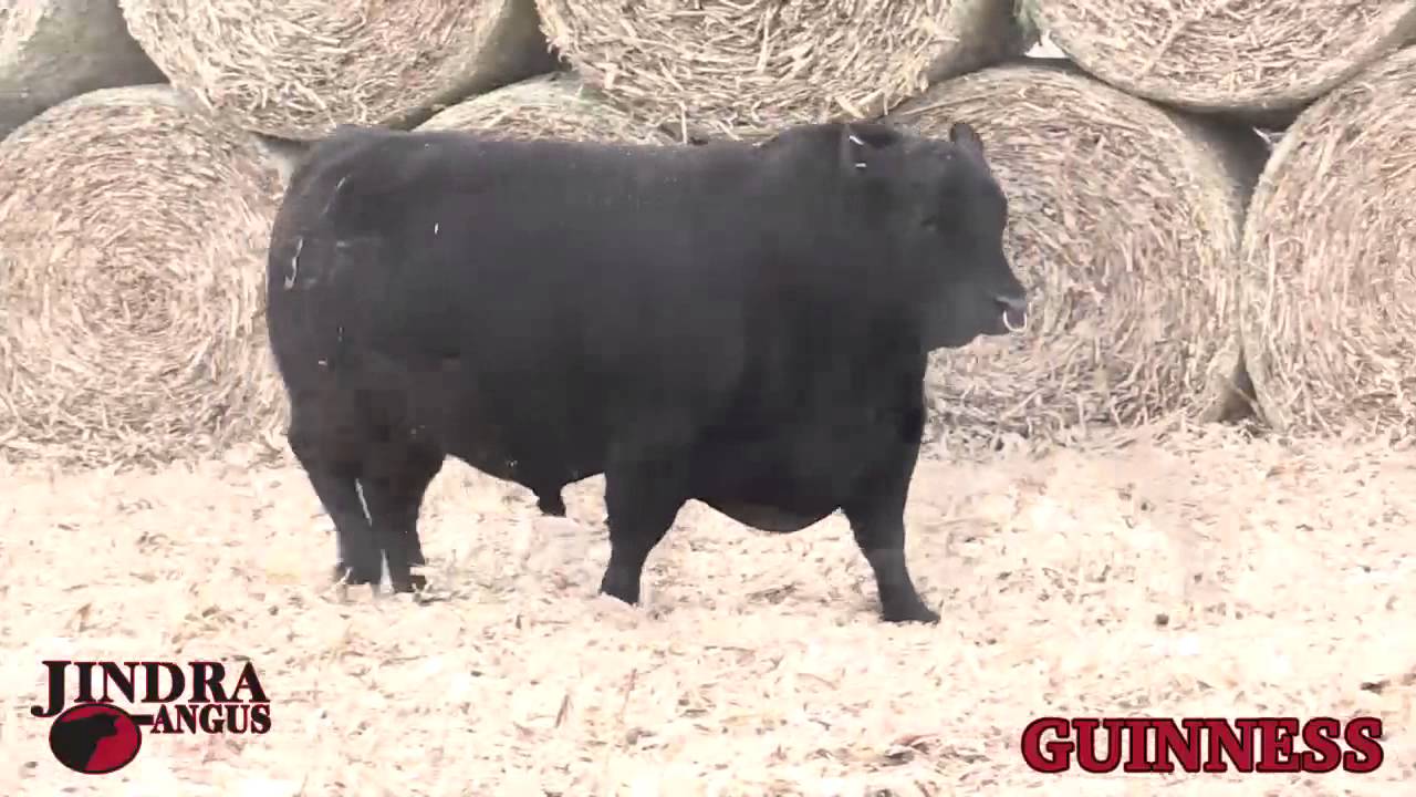 Jindra Angus - Guinness - YouTube