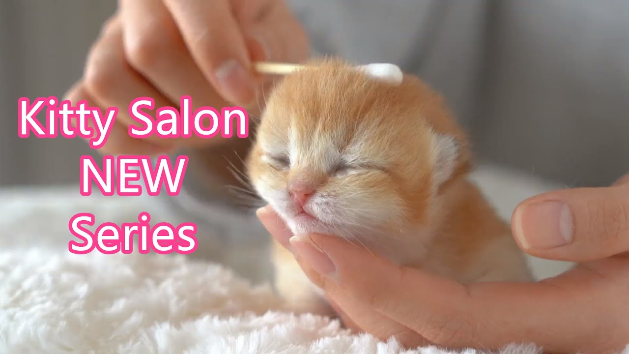 😍Kitty Salon NEW Series - Super cute 5 days old kitten baby ASMR cat ...