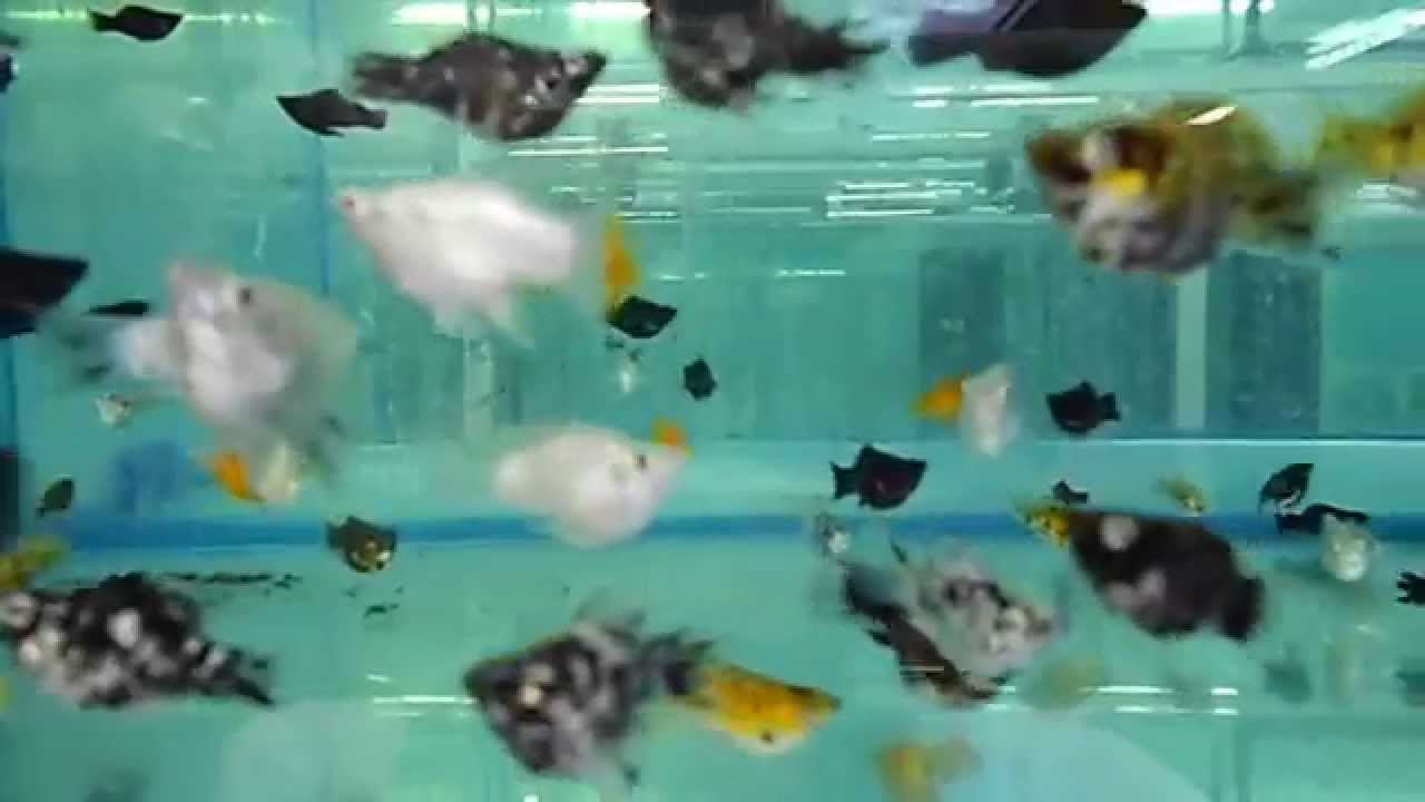 Poecilia latipinna ballon molly mix 3 cm - YouTube