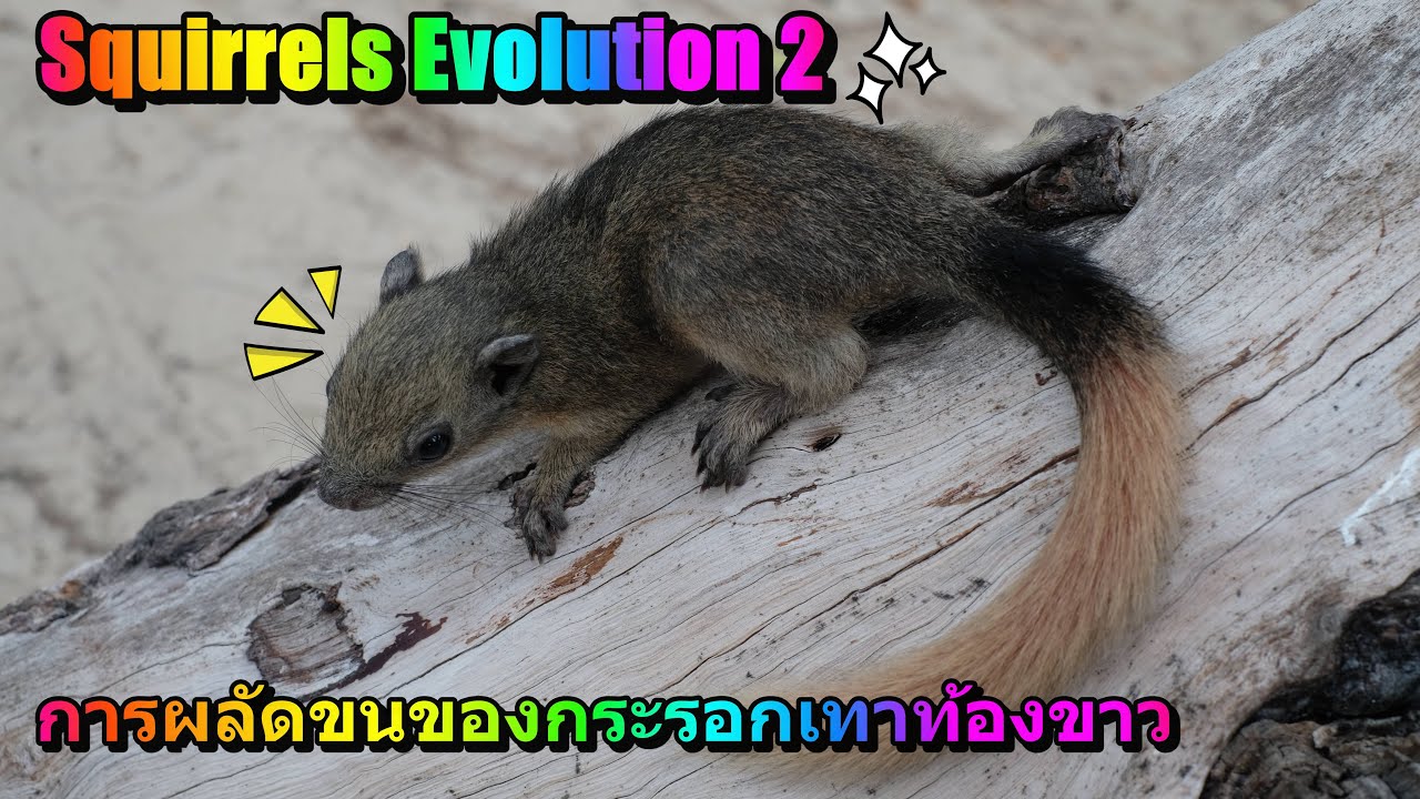 Squirrels Evolution 2 : การเปลี่ยนสีและการผลัดขนของกระรอกเทาท้องขาว ...