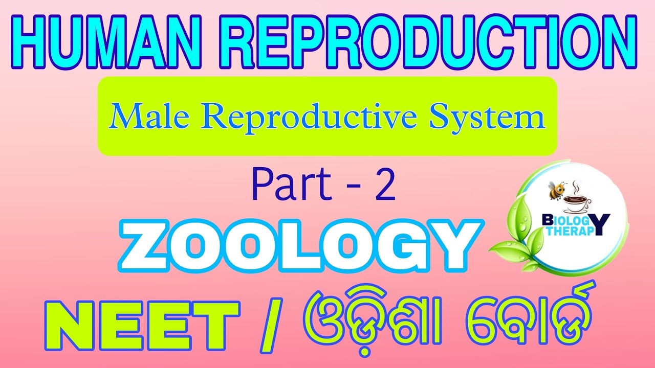 HUMAN REPRODUCTION || Male Reproductive System || PART -2 || NEET ...