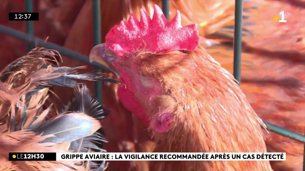 Les éleveurs de volailles sont inquiets après la détection d'un foyer ...