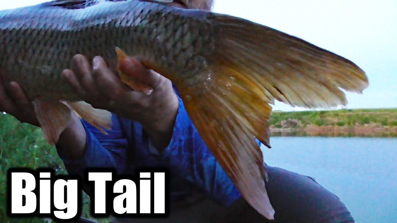 In Search of Big Tailed Fish (Carp Fishing Gravel Pits) - YouTube
